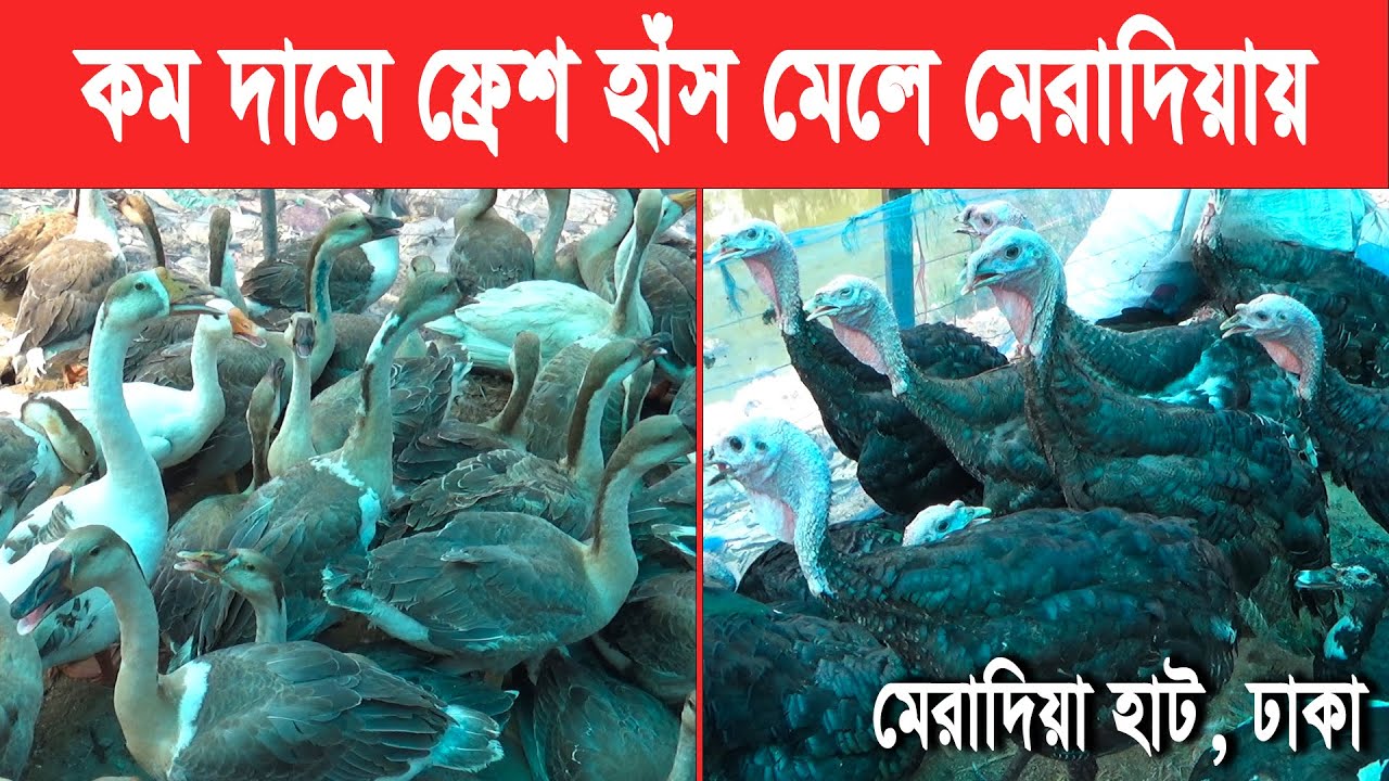 সস্তায় পাবেন যেখানে রাজ হাঁস ও টার্কি মুরগি | Anserini Birds | Duck ...