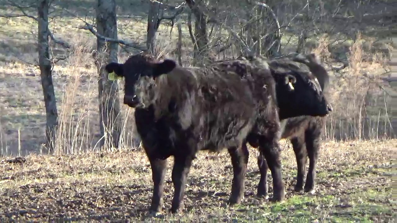 70 Steers Arab Livestock Market 2-4-2020 - YouTube