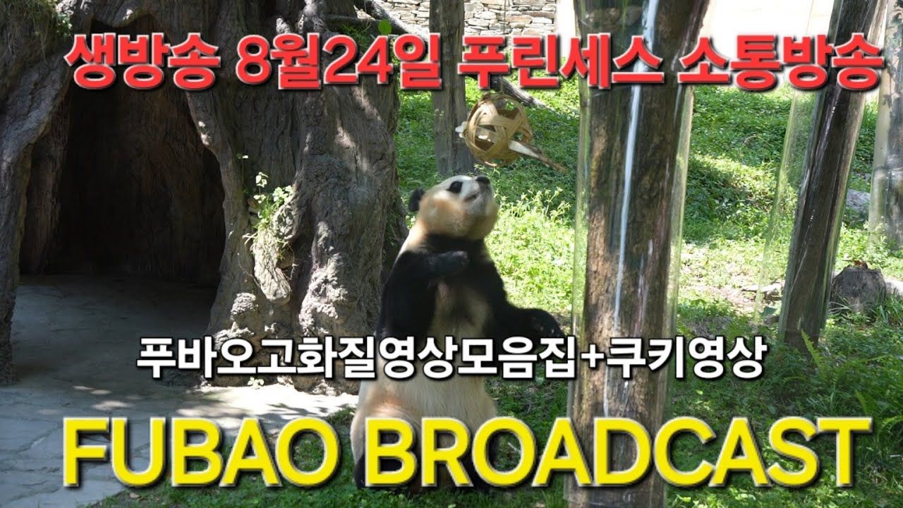 Live 생방송 8월 24일 푸바오 8월영상모음청두시내 무편집영상 션수핑 판다친구들강바오님숙소 영상협곡영상 푸바오 Fubao 福宝에버랜드 강바오아이바오