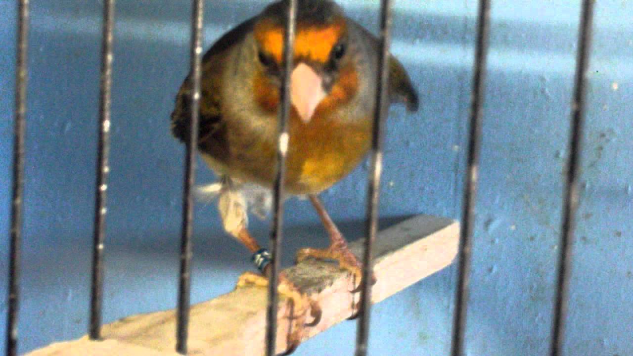Angry goldfinch mule 2/6/2011 - YouTube