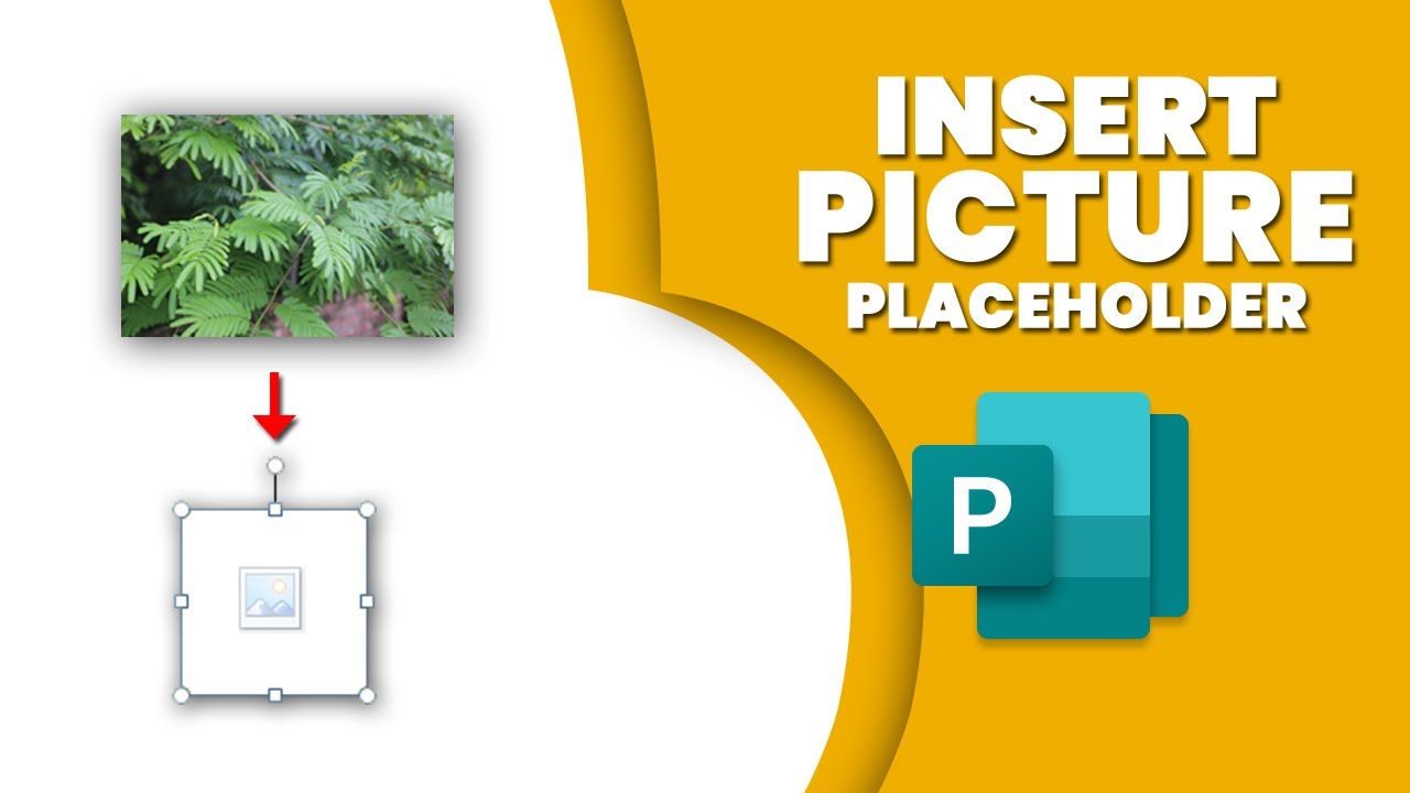 How to insert a picture into a placeholder in Publisher - YouTube