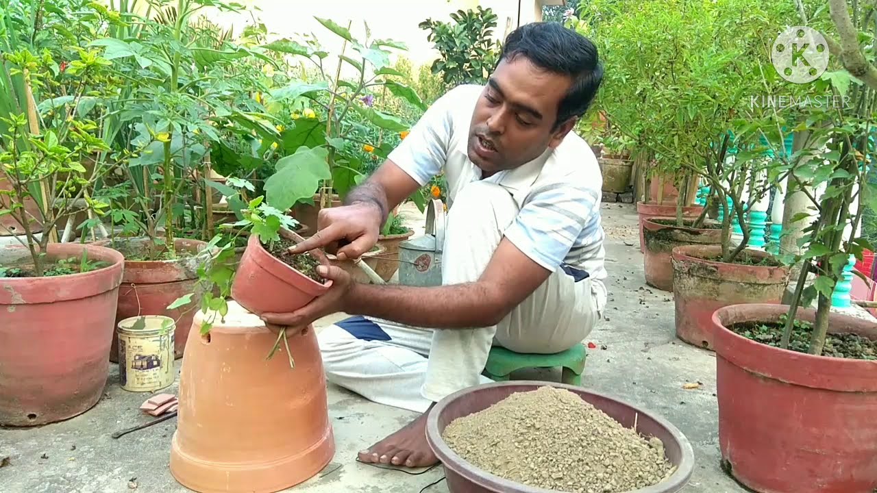 টবে হবে কুঁদরি ।। চারা তৈরি সহ সম্পর্ণূ পরিচর্যা ।। KUDRI CHAS ।। IVY ...
