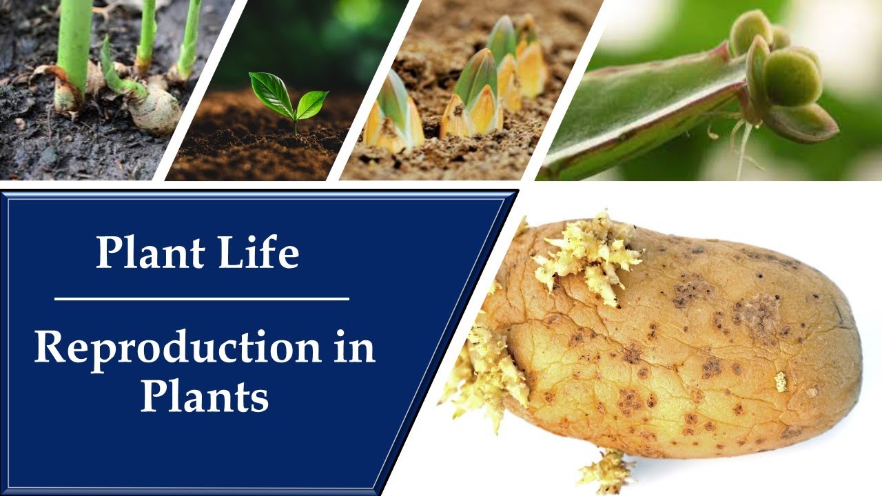 Reproduction in Plants - YouTube