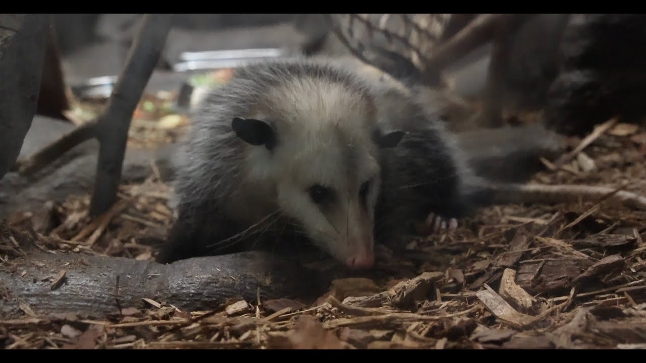 Not-So-Creepy Creature Feature: Virginia Opossum - YouTube