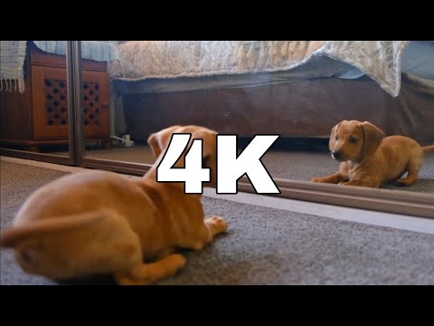 Dog 4K No Copyright Video | Free Dogs 4K Video [No Copyright HD Videos ...