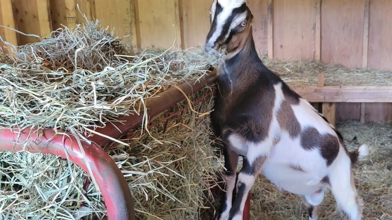 Bringing Our New Breeding Buck Goat - Asher Home - YouTube