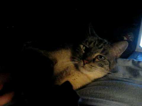 Drooly Cat - YouTube