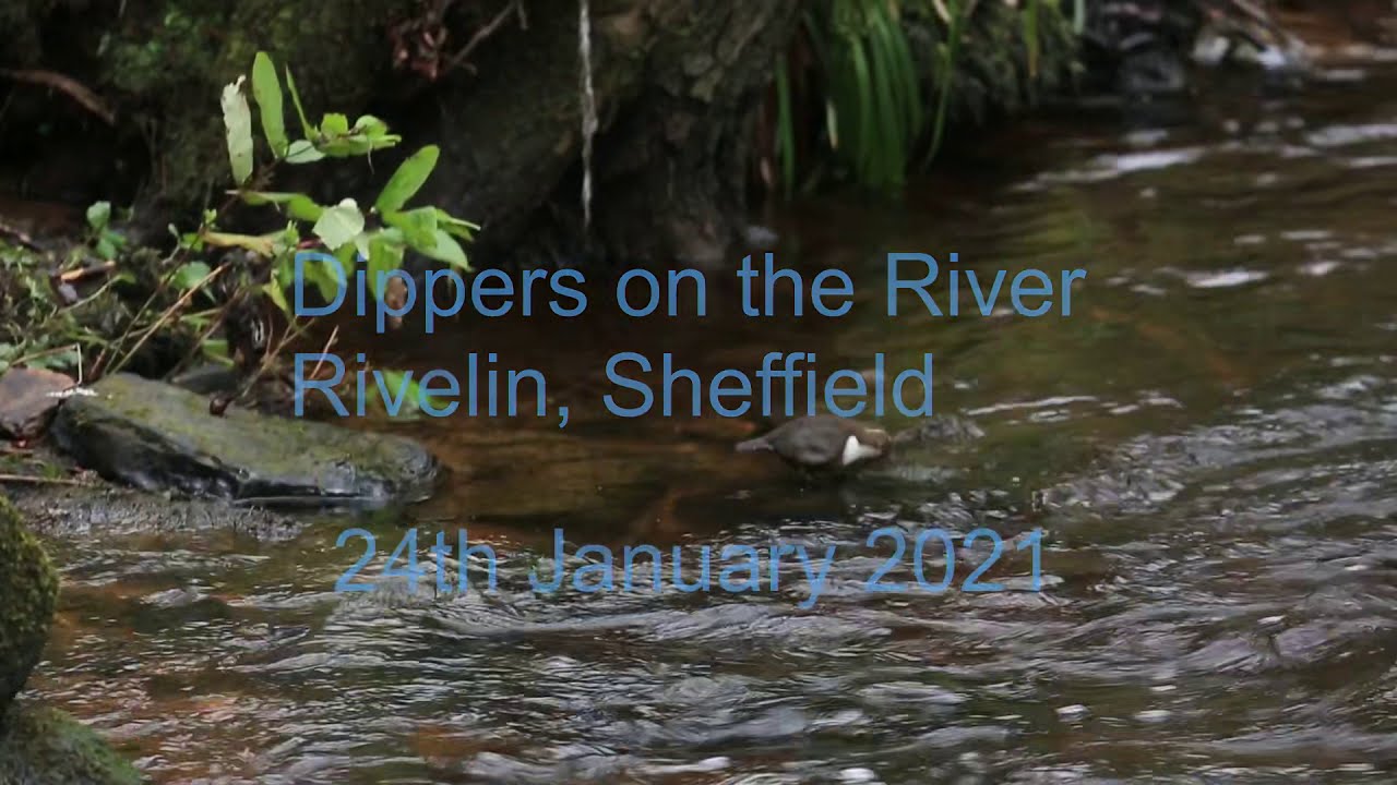 Dippers in the River Rivelin, Sheffield - YouTube