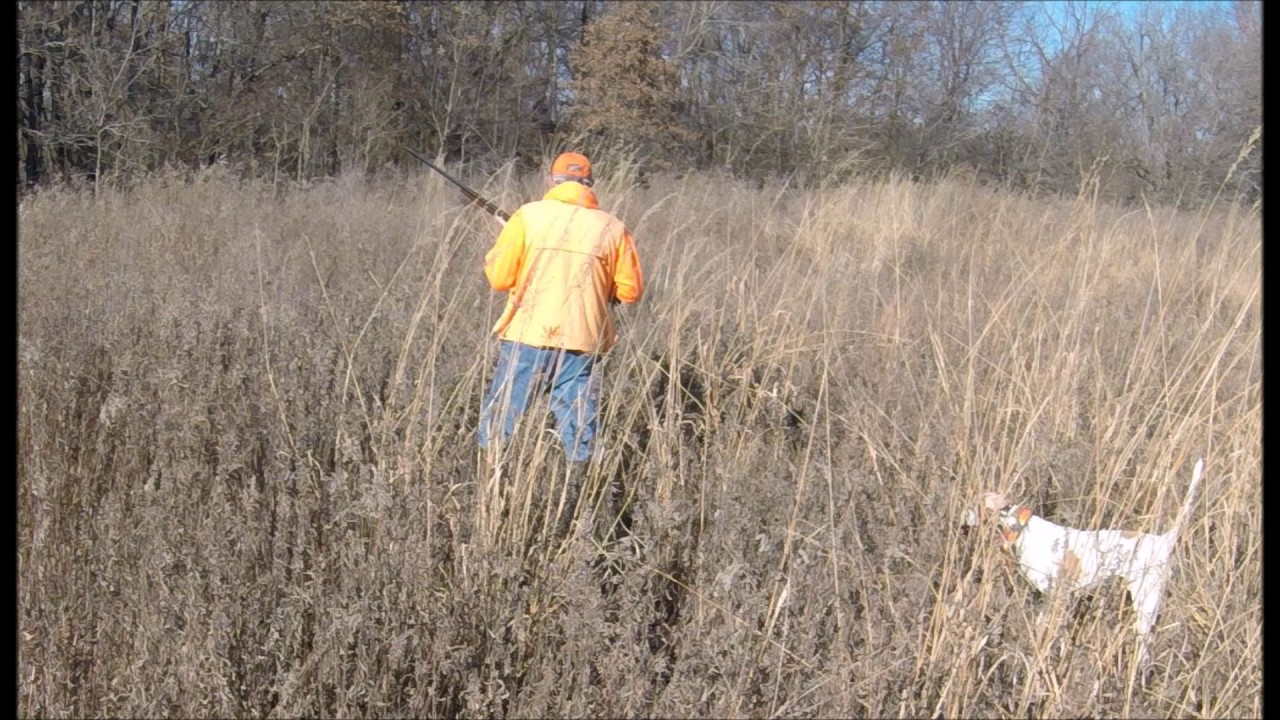 John and Burl, Quail Hunt - YouTube