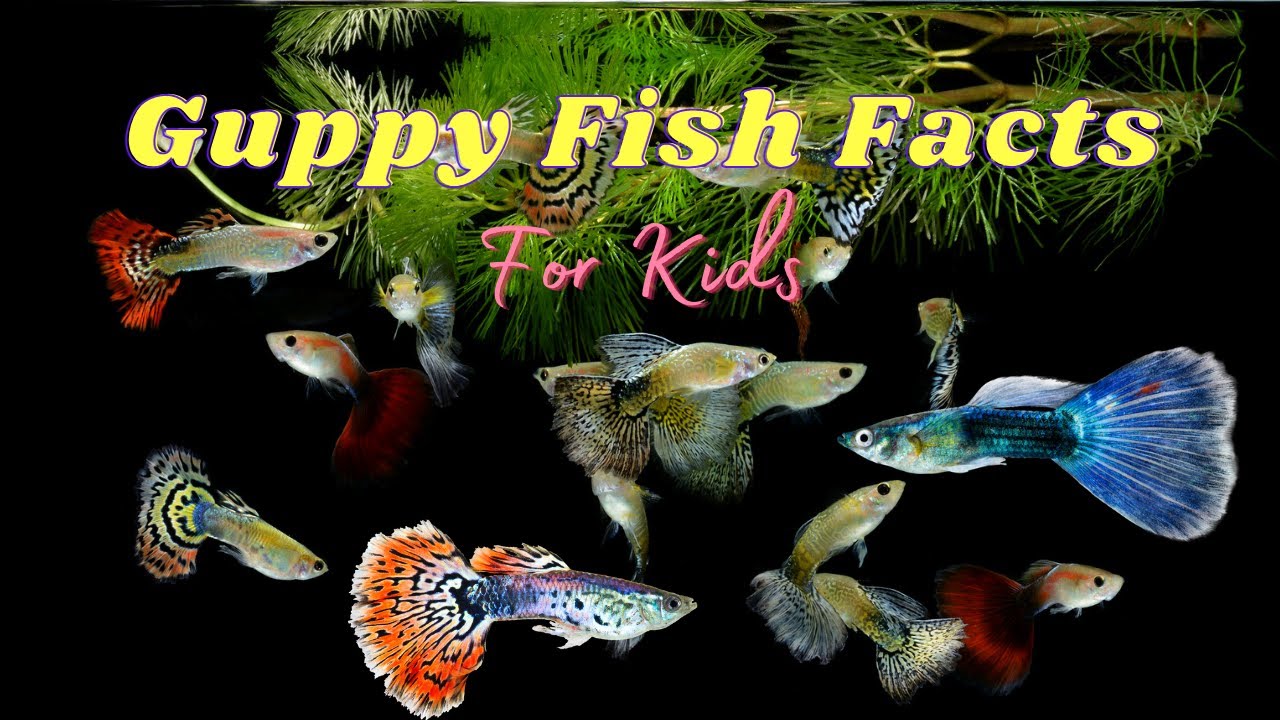 Guppy Fish Facts For Kids. Guppy Fish Facts For Kindergarten In English ...