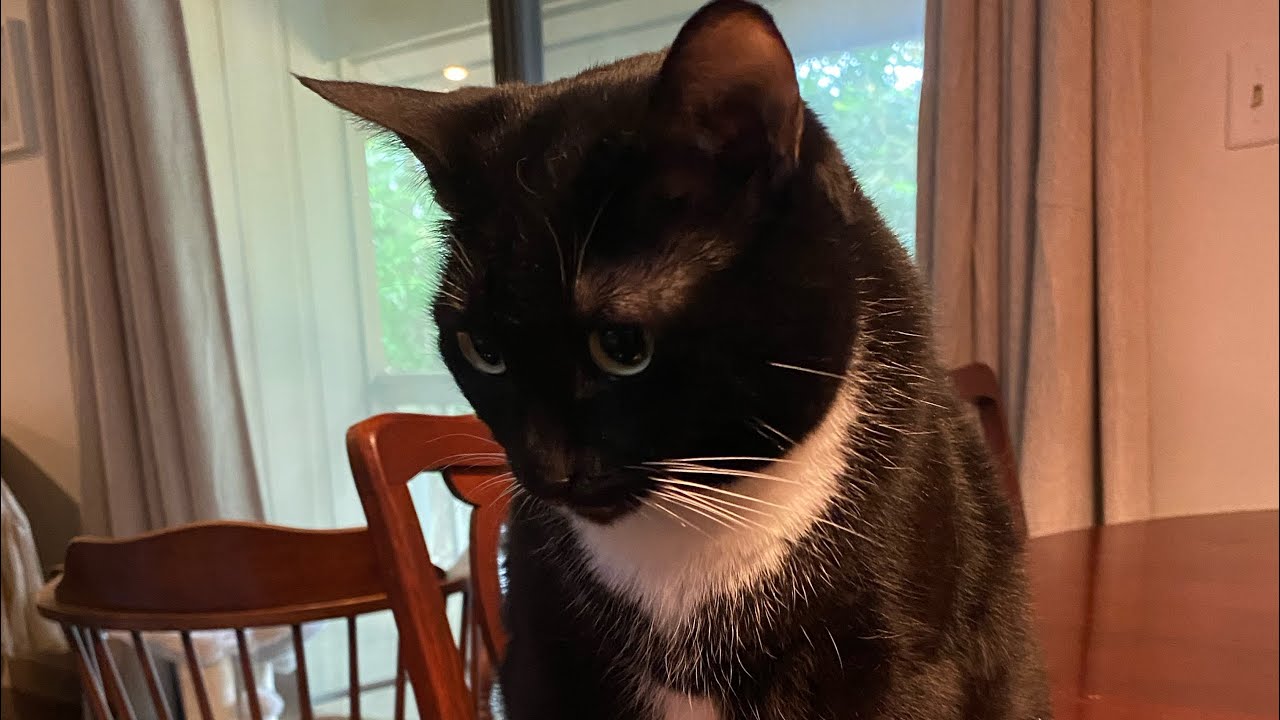 Kitty living her best life. - YouTube