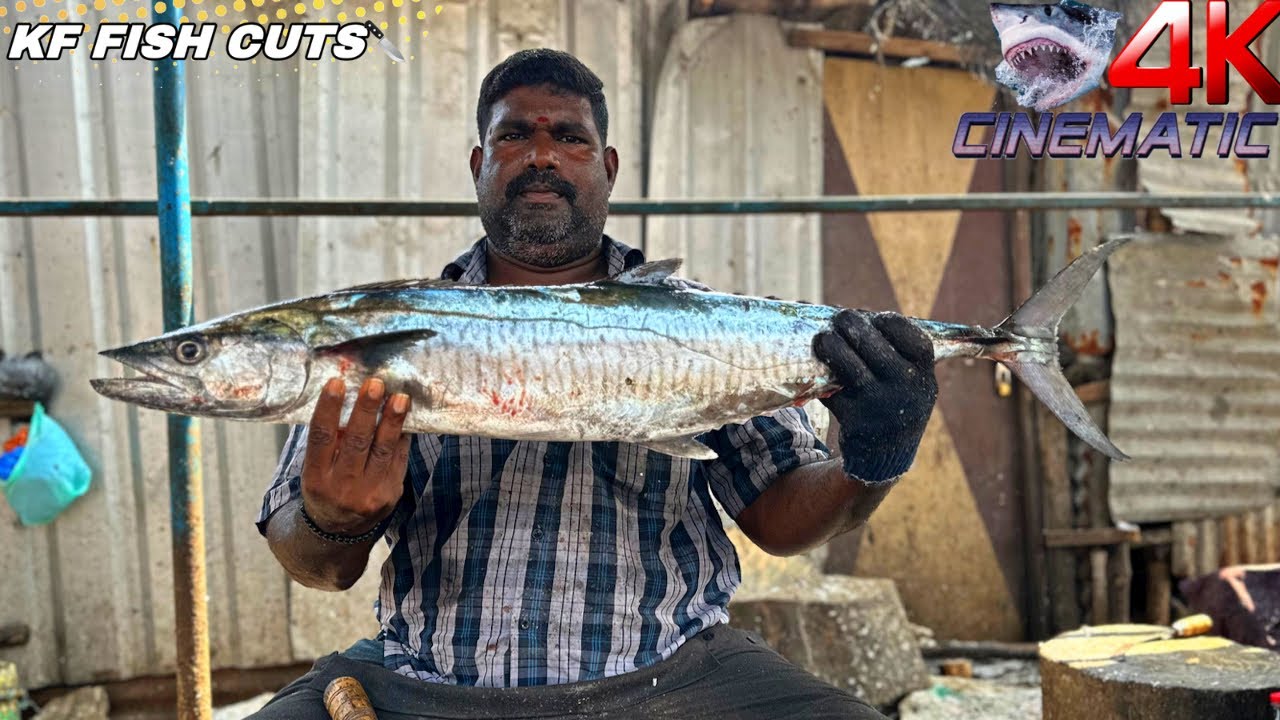 LIVE HOOKED FISH CUTTING🔪🔥EXPLAIN MINNAL RAJA ABOUT KING FISH🔪KF FISH ...