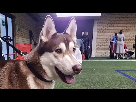 ХАСКИ - выставка Планета собак ♦ HUSKY - PetExpo 2016 LKBA CACIB Dog Show