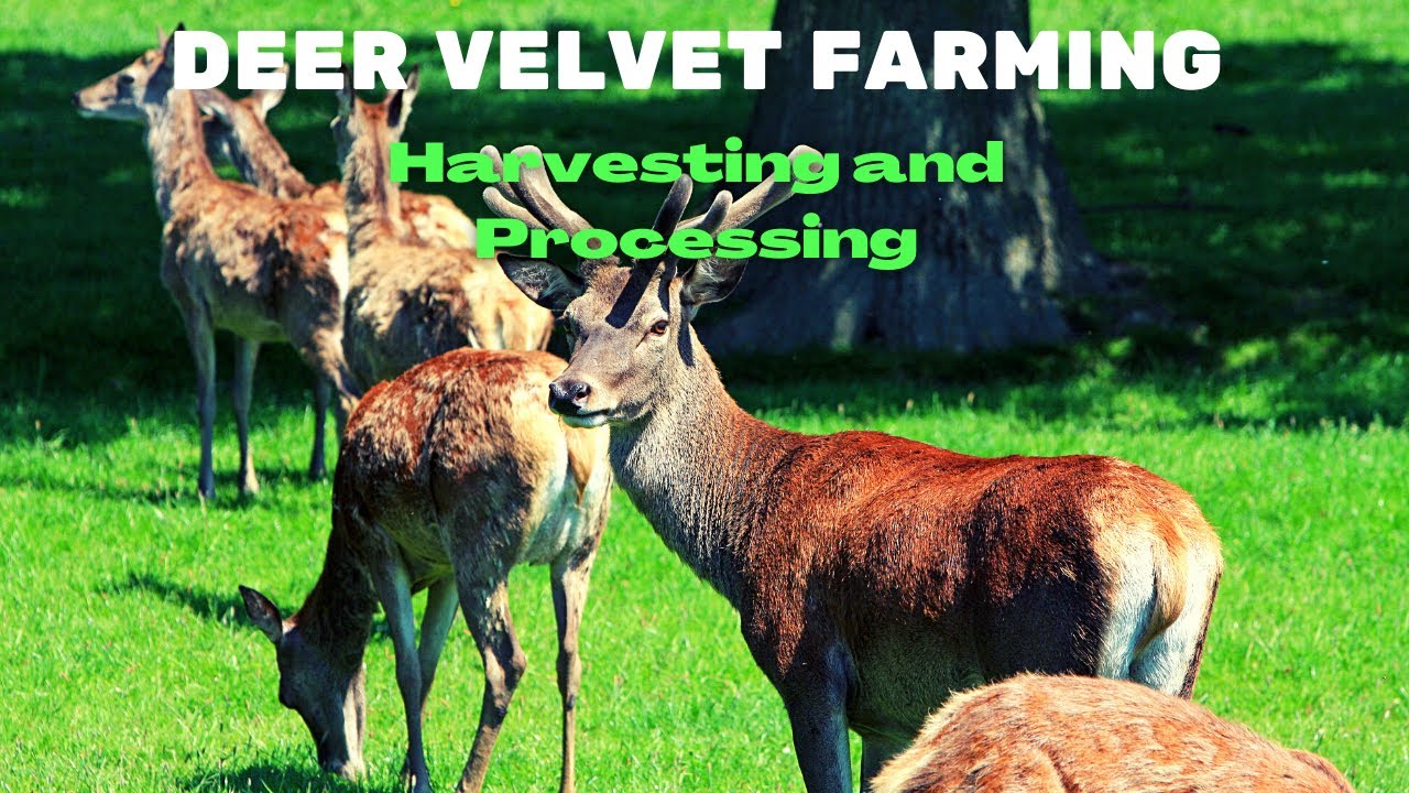 Deer Velvet Farming - Harvesting and Processing Deer Velvet - YouTube