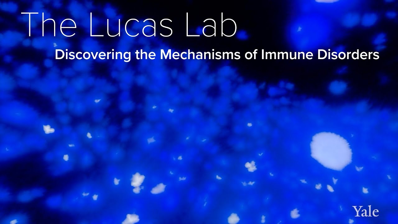 Genetics, Cellular Mechanisms & Immune Disorders - The Lucas Lab at ...
