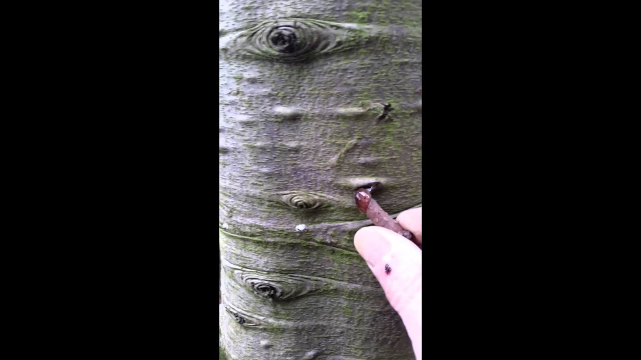 Balsam fir resin. - YouTube