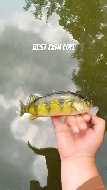 Best fish edit - YouTube