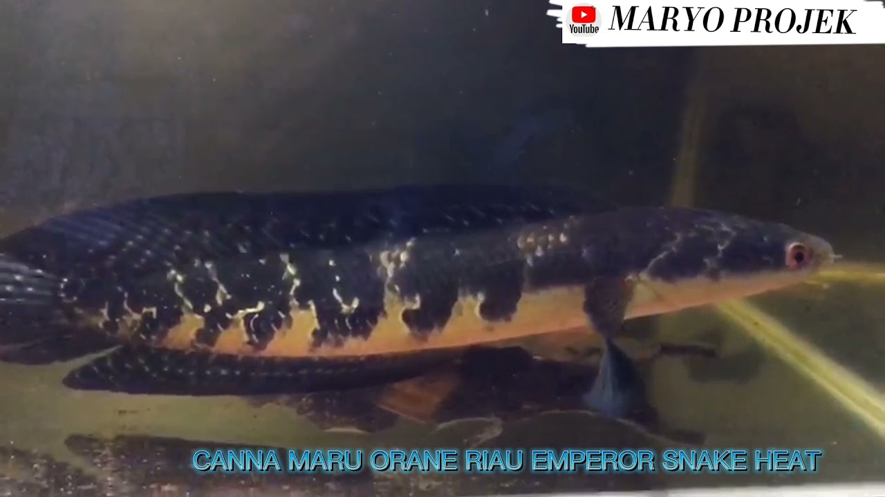 IKAN CHNNA MARU RIAU JUMBO/ADA 4 EKOR/YG DIGEMARI SELURUH NUSANTARA ...