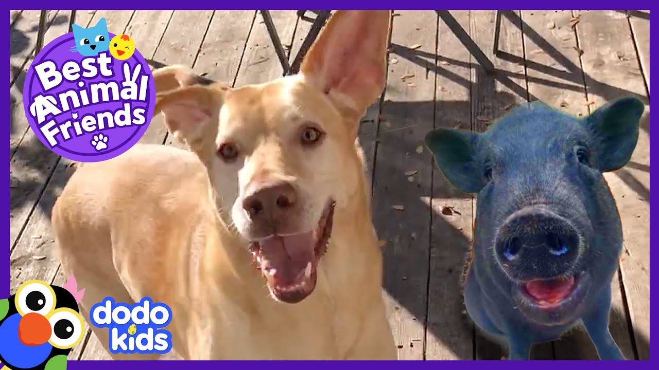 This Dog Loses It When He Sees His Favorite Pig | Best Animal Friends ...