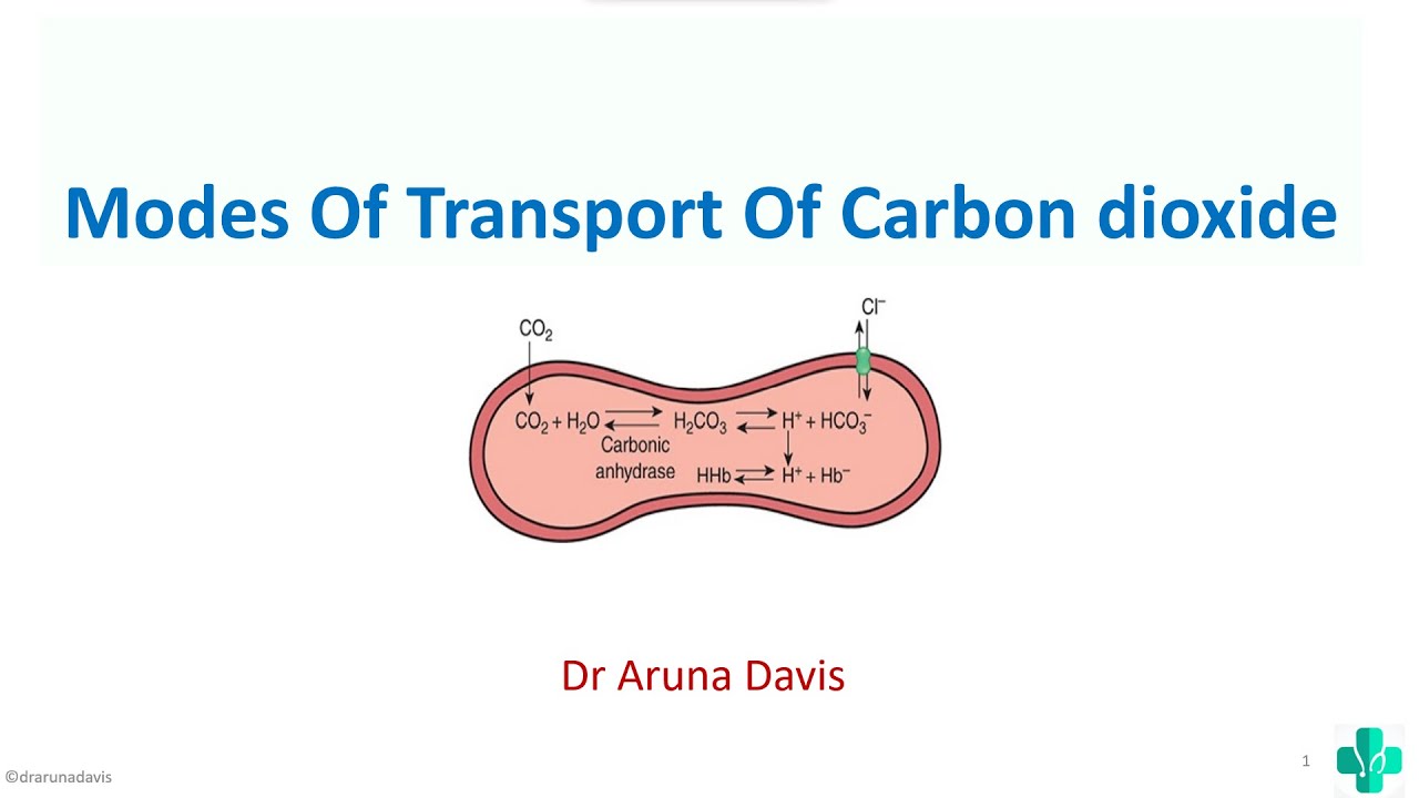 CO2 Transport : PHYSIOLOGY MBBS - YouTube
