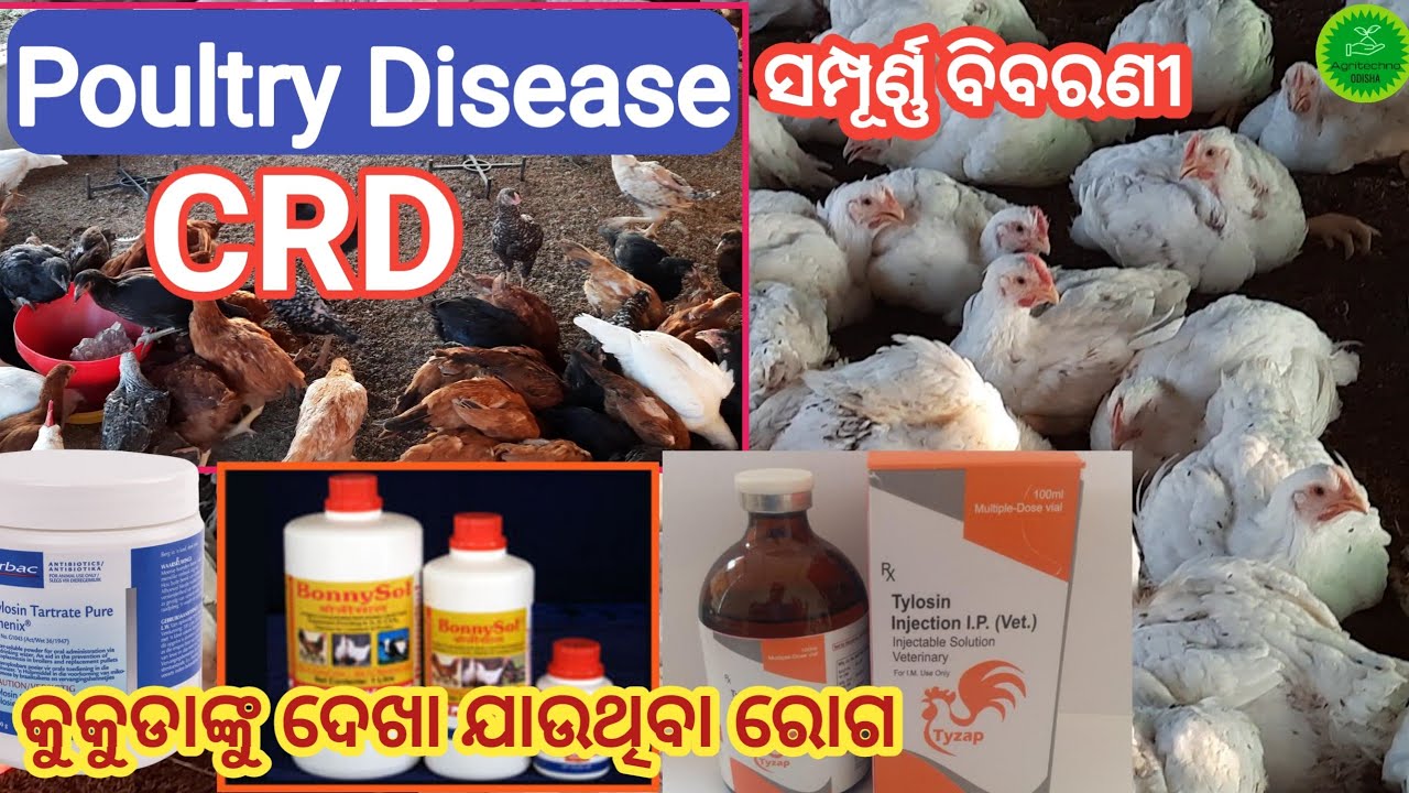 How To Start Poultry Farming//Details About Poultry Disease//CRD ...