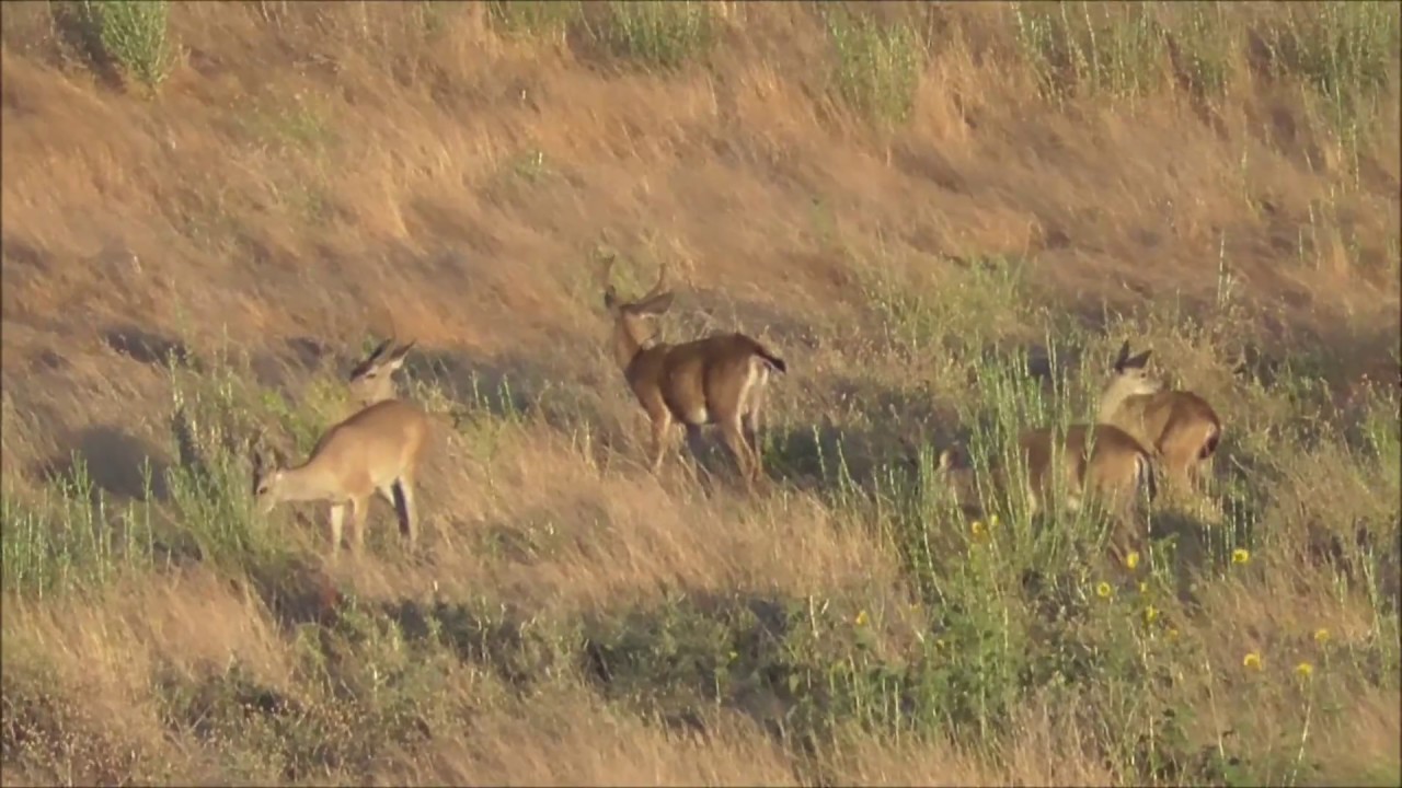 Hmong hunting D6 deer archery 2018 - YouTube