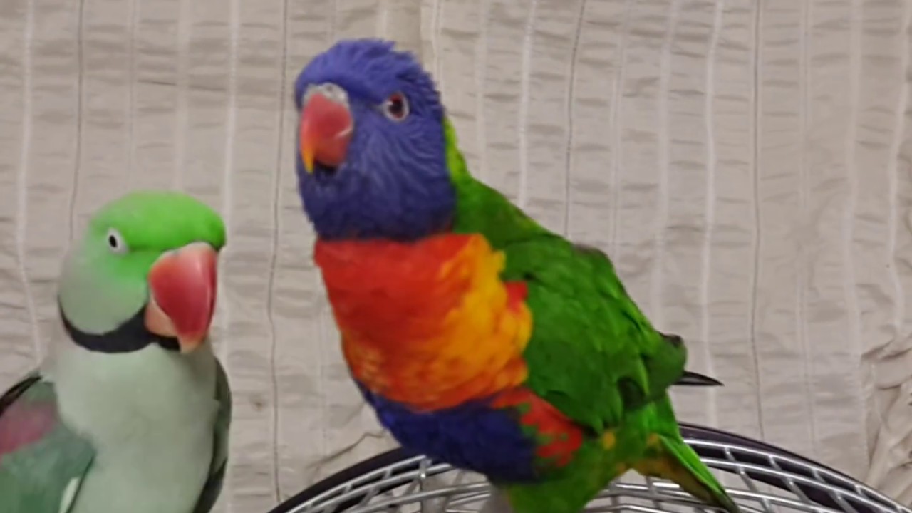 Бешеная любовь лорикета и александрийского попугая / Raging lorikeet ...