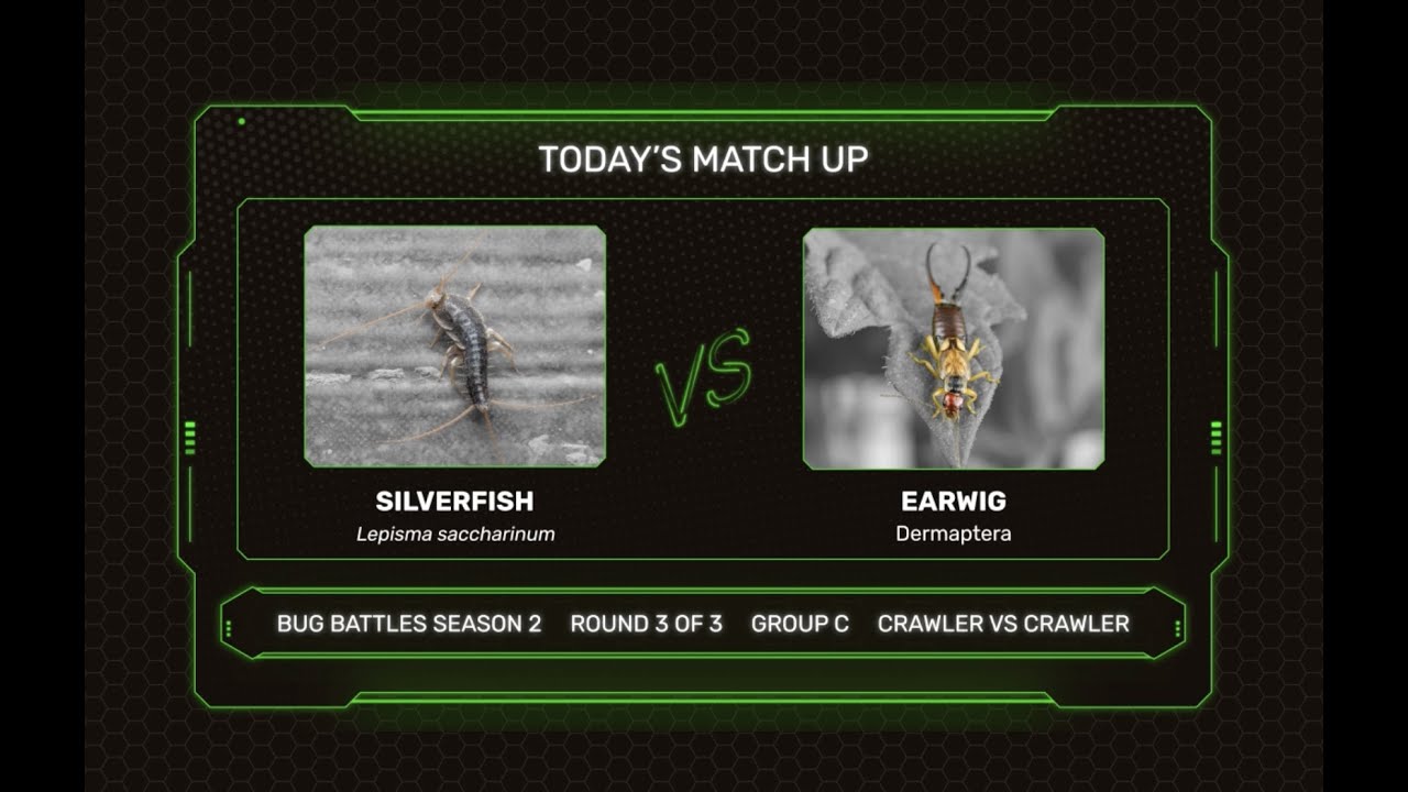 Bug Battles Season 2- Episode 3: Silverfish vs. Earwig - YouTube