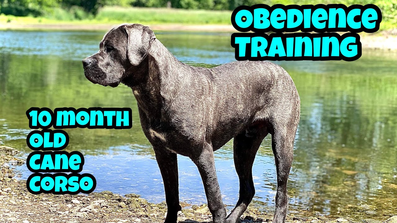 Cane Corso Obedience Training and River Adventure! 10 month old Corso ...