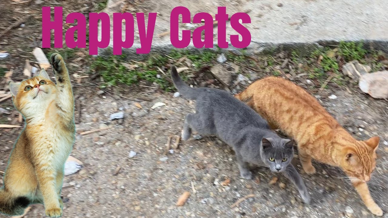 Funny Crazy Cats Behavior - YouTube