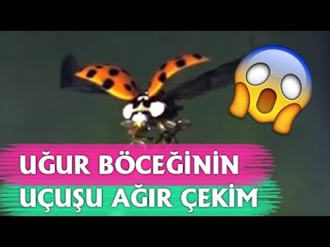 Uğur Böceğinin Uçuşu Ağır Çekim