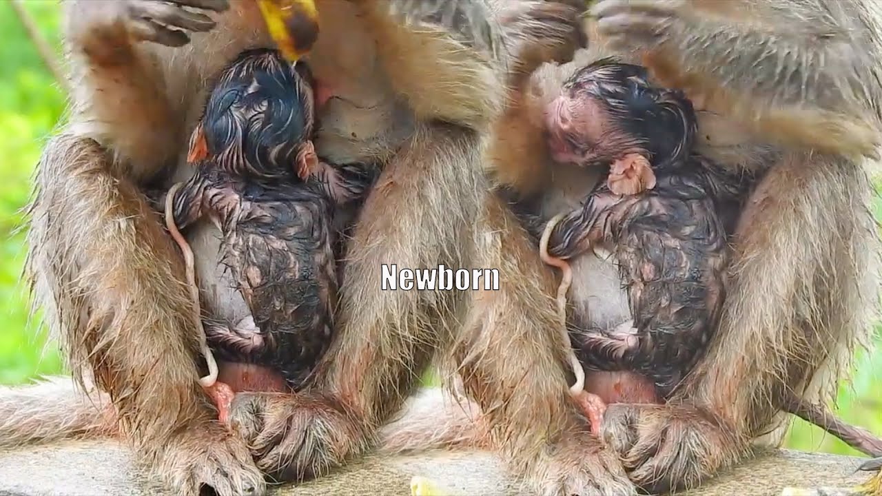 Newborn just born of young MaMa monkey not getting nurse & clean yet ...