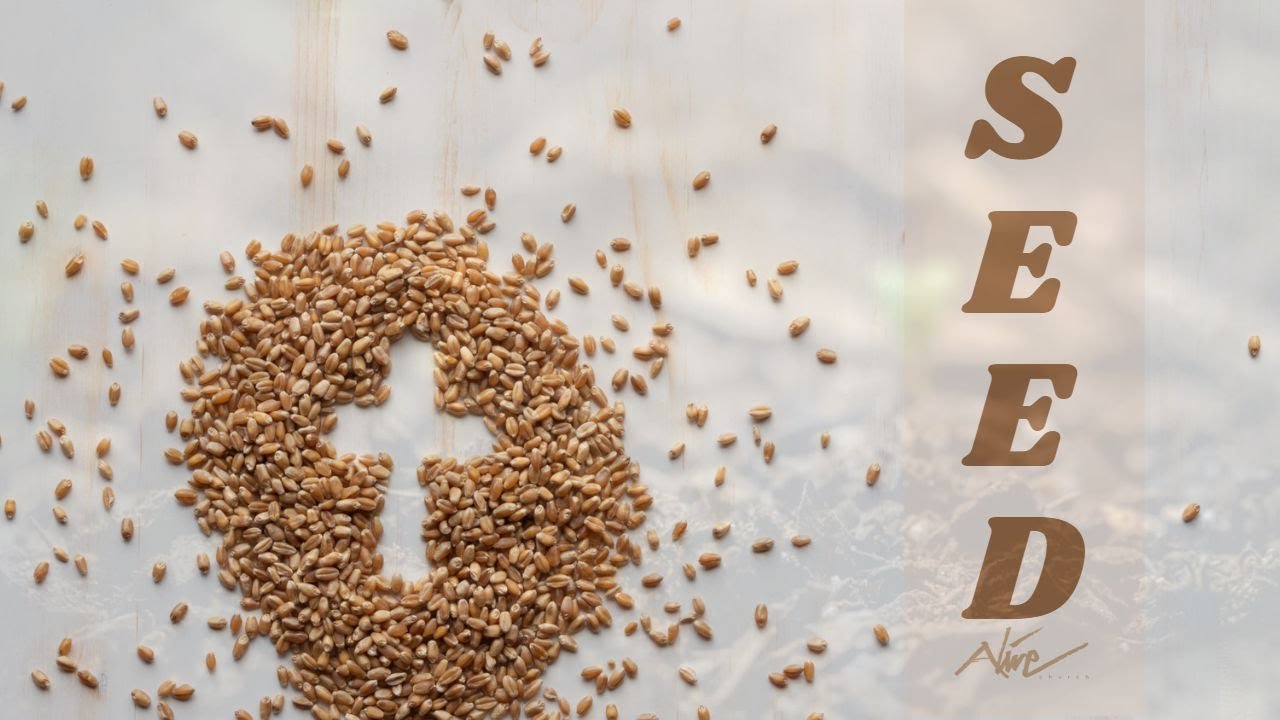 THE SEED | Trust The Process - YouTube