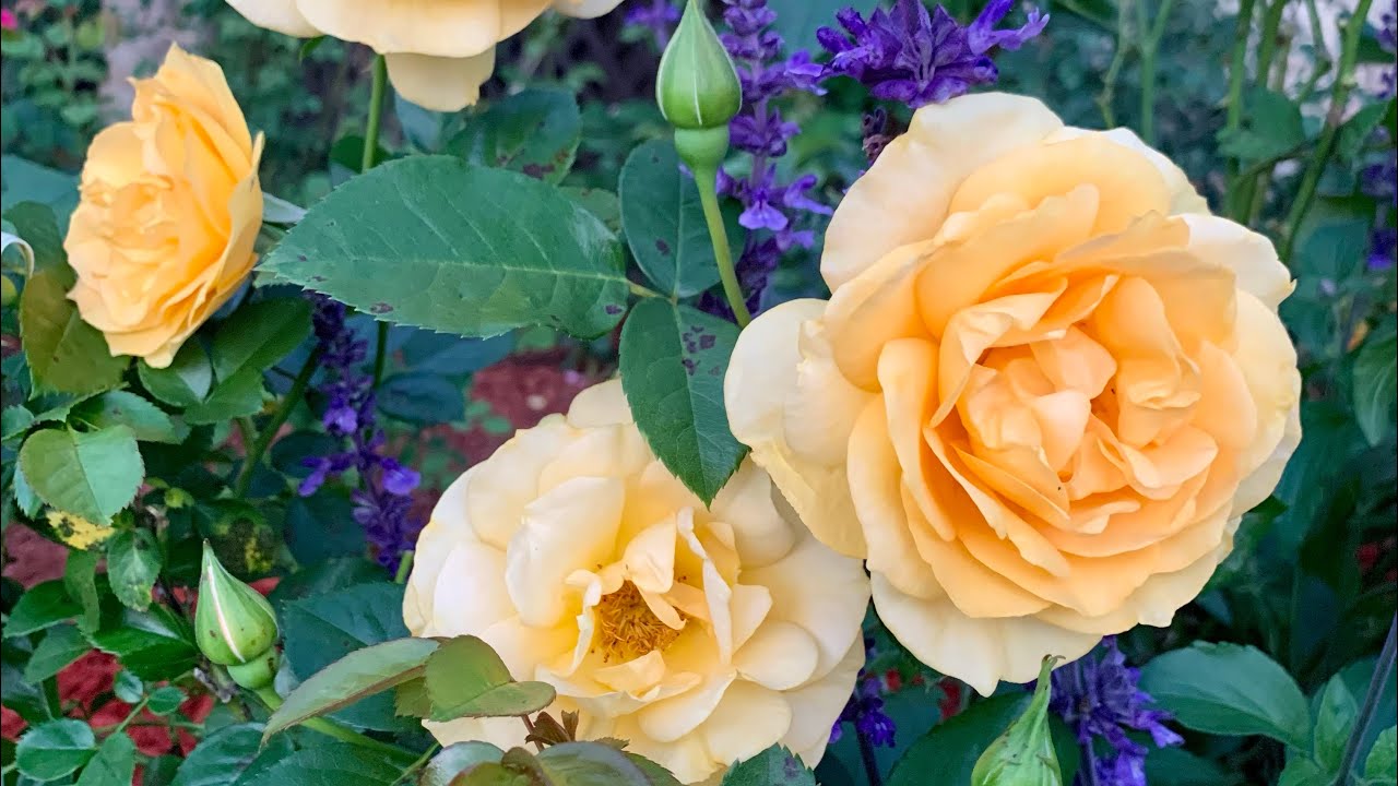 Julia Child rose - beautiful buttery golden yellow continual blooms # ...