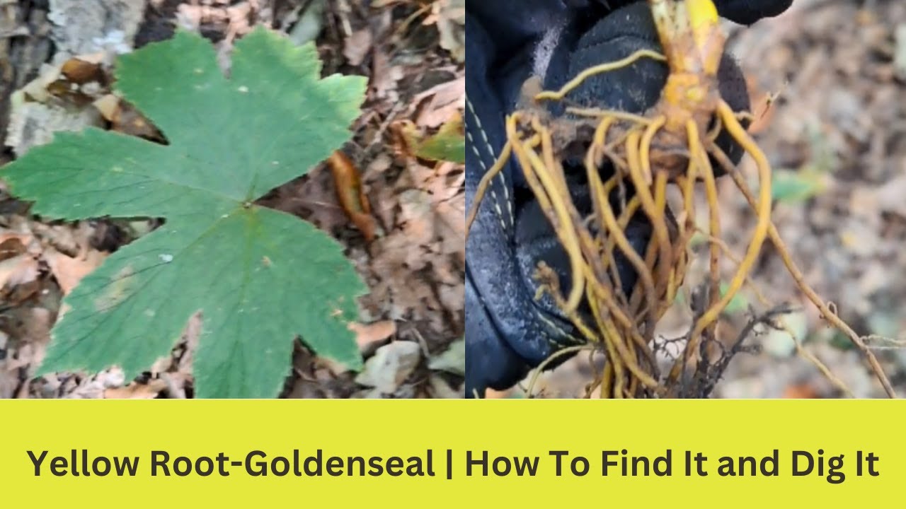 Yellow Root-Goldenseal | How To Find It In The Backwoods - YouTube