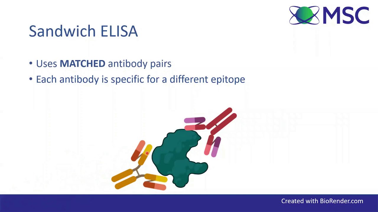ELISA and Multiplex ELISA Final - YouTube