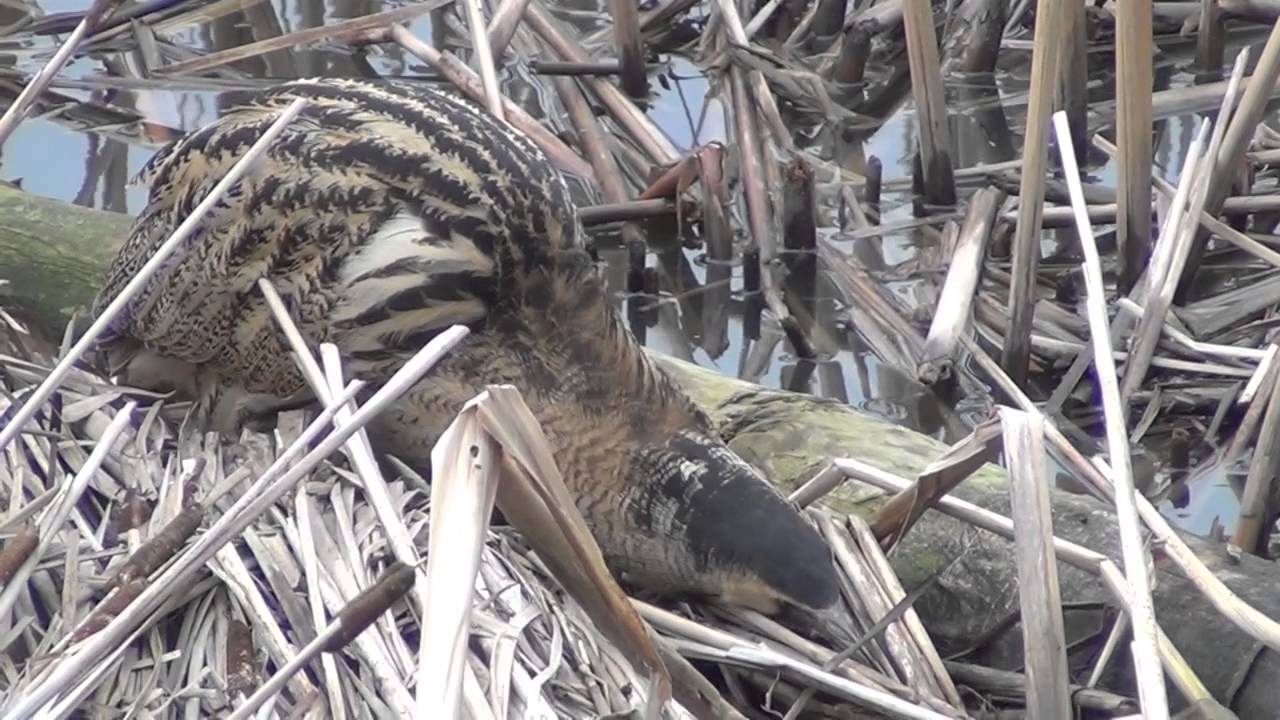 Bittern & Extraordinary Neck - YouTube
