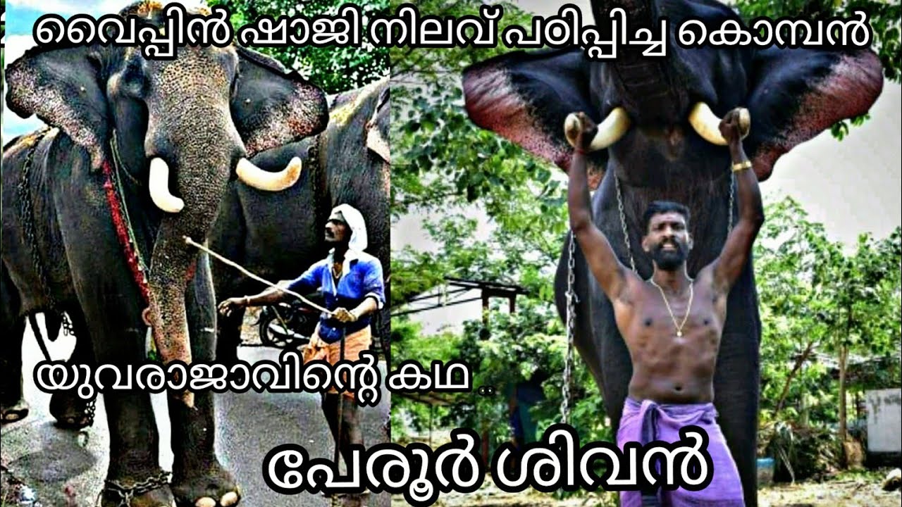 വൈപ്പിൻ ഷാജി നിലവ് പഠിപ്പിച്ച പേരൂർ ശിവൻ | Peroor Sivan Story - YouTube