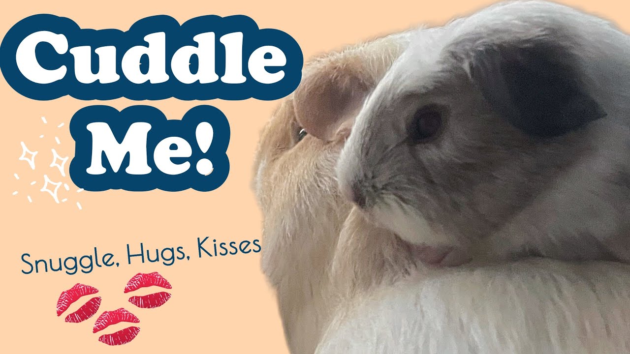 Guinea Pig Mother Cuddles 10 Day Old Baby| Baby Grey Series - YouTube