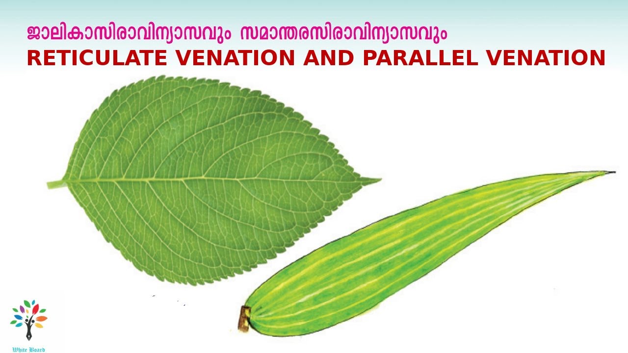 RETICULATE VENATION AND PARALLEL VENATION RETICULATE VENATION AND PARALLEL VENATION