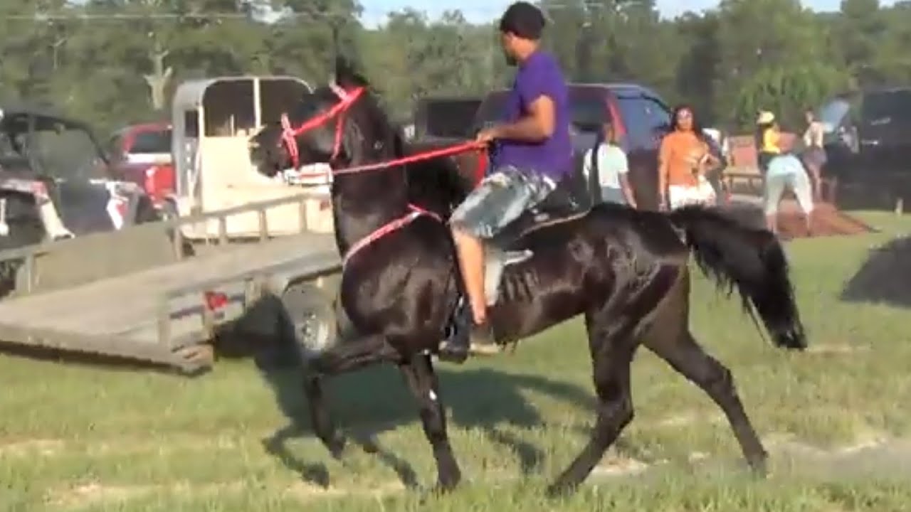 3rd Annual Big End Stables Gaited Horse Trail Ride (Part 3) - YouTube