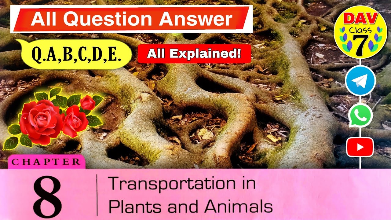 Question Answer Explanation Dav Class 7 Science Chapter 8 Transportation In Plants And question-answer-explanation-dav-class-7-science-chapter-8-transportation-in-plants-and