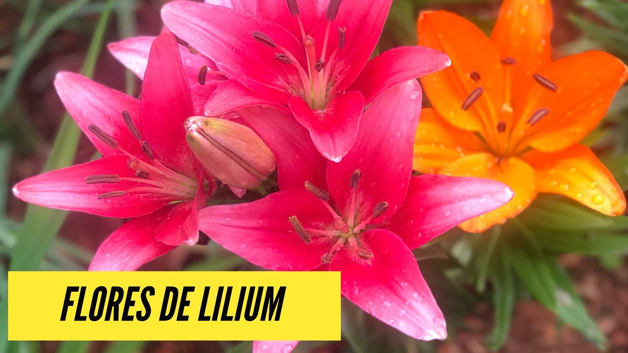 Flores de Lilium/Lilies/Azucena/ lirios/ lily/flores de mi jardín - YouTube