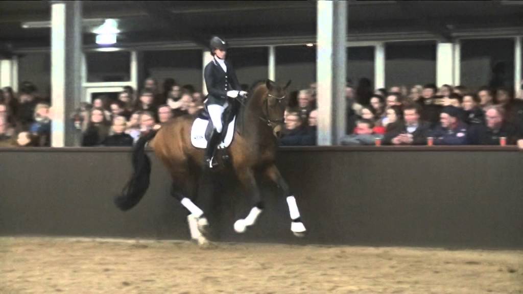 Guardian S, Moorland Bodyguard x Trento B, Hengstenshow Tewis 2016, Stal van de Sande - YouTube