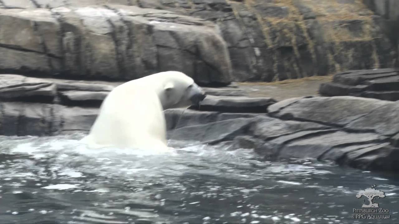 Kobe the Polar Bear's First Day Out - YouTube