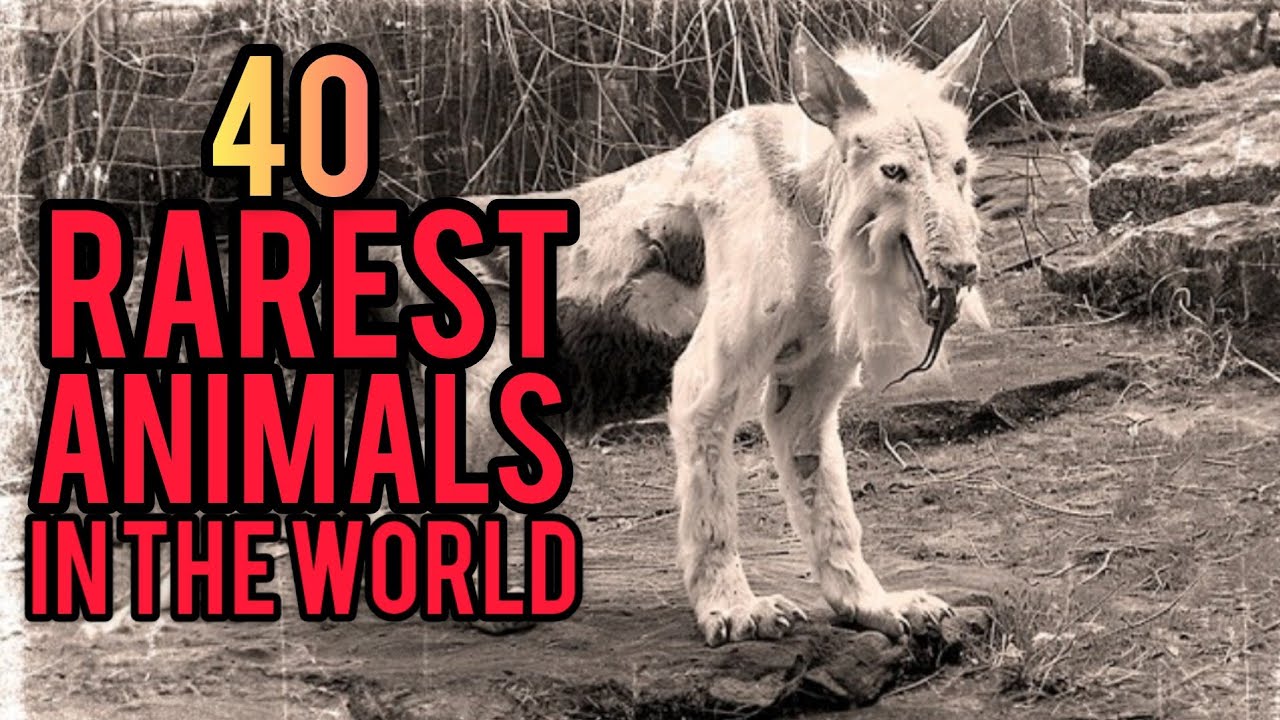 Rarest Animals in the World: Fascinating Creatures You May Never See ...