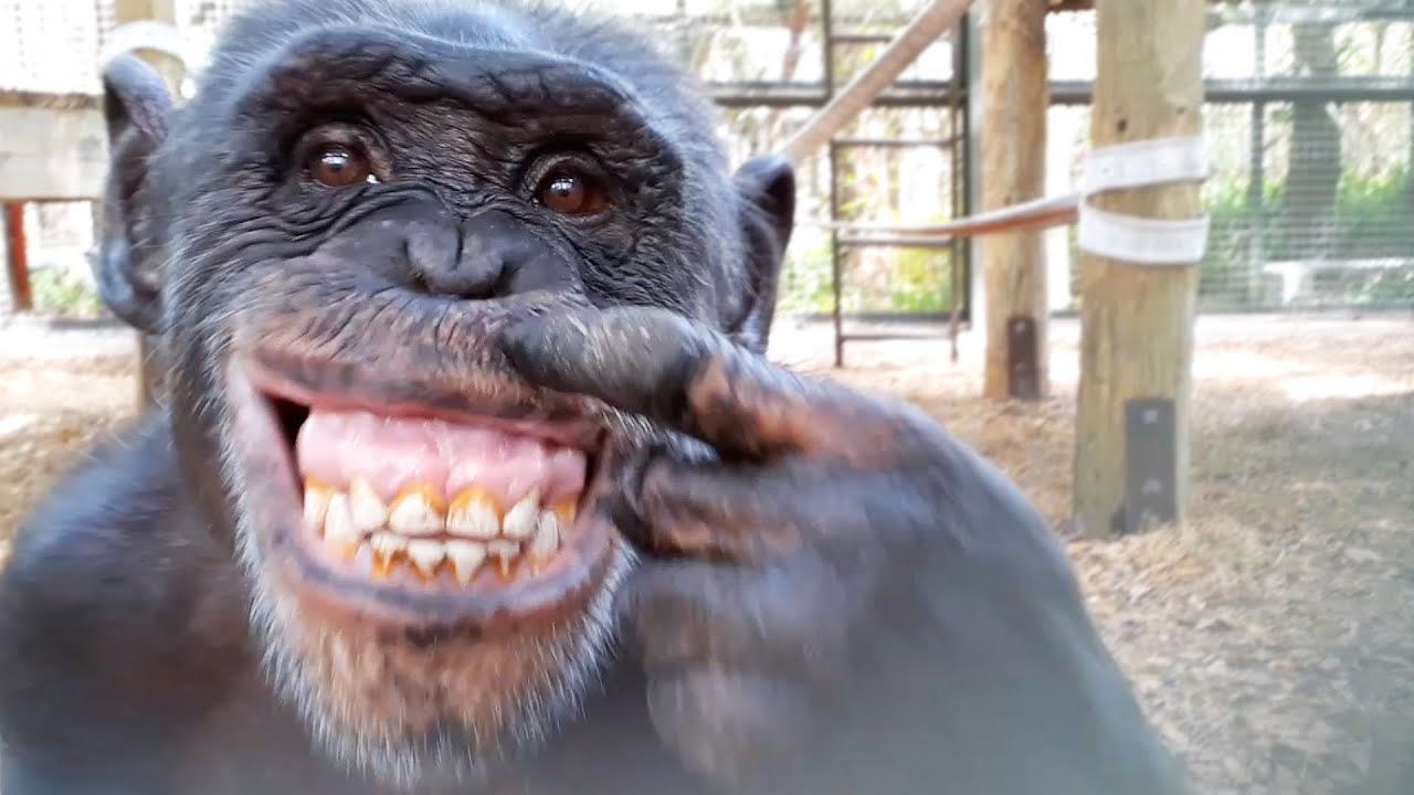 Chimpanzees React to Their Reflections in a Mirror - YouTube
