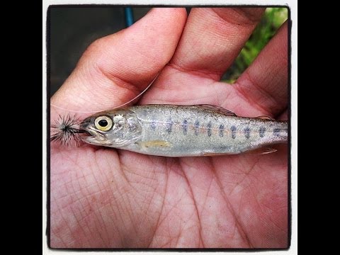 Fly Fishing For Rainbow Trout Parr (Redone) - YouTube