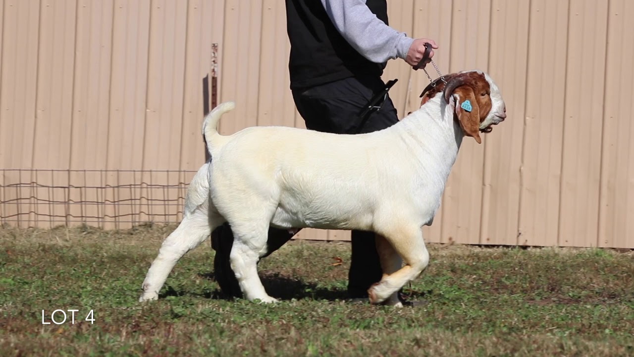 LOT 4 - 2M BOER GOATS ONLINE BUCK SALE - YouTube