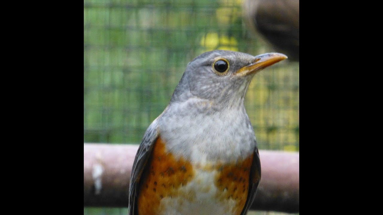 Turdus Hortulorum singing - YouTube